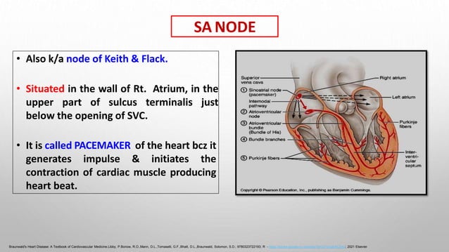 Cardiac valves and skeleton & With applied aspects -final 1.pptx