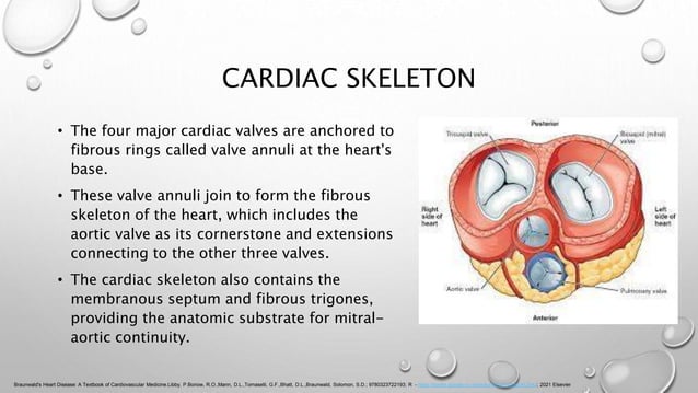 Cardiac valves and skeleton & With applied aspects -final 1.pptx