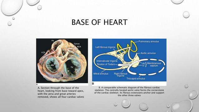 Cardiac valves and skeleton & With applied aspects -final 1.pptx