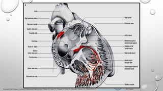 Cardiac valves and skeleton & With applied aspects -final 1.pptx