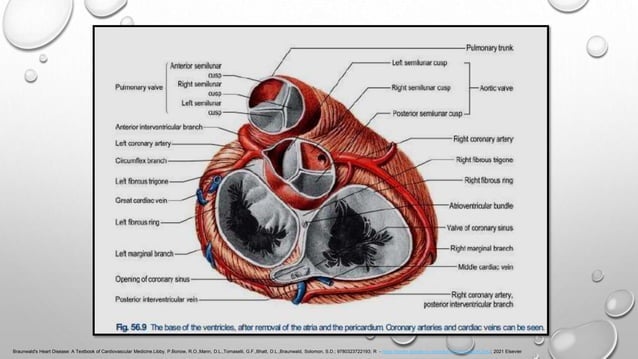 Cardiac valves and skeleton & With applied aspects -final 1.pptx