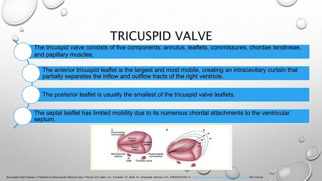 Cardiac valves and skeleton & With applied aspects -final 1.pptx