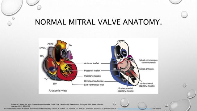 Cardiac valves and skeleton & With applied aspects -final 1.pptx