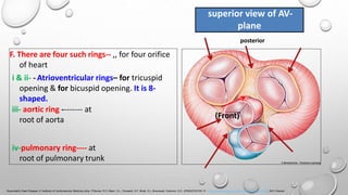 Cardiac valves and skeleton & With applied aspects -final 1.pptx
