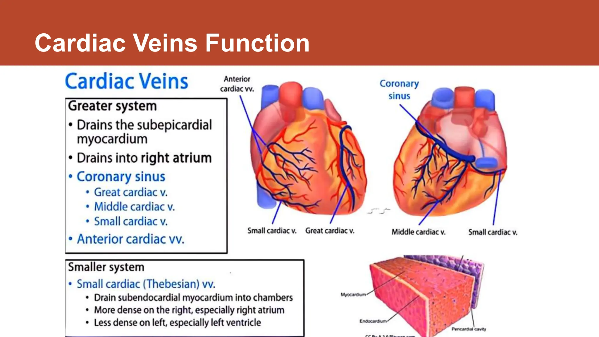 Cardiac Veins ,types briefly explanation | PPT Cardiac Veins ,types briefly explanation | PPT