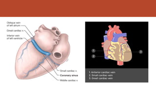 Cardiac Veins ,types briefly explanation | PDF