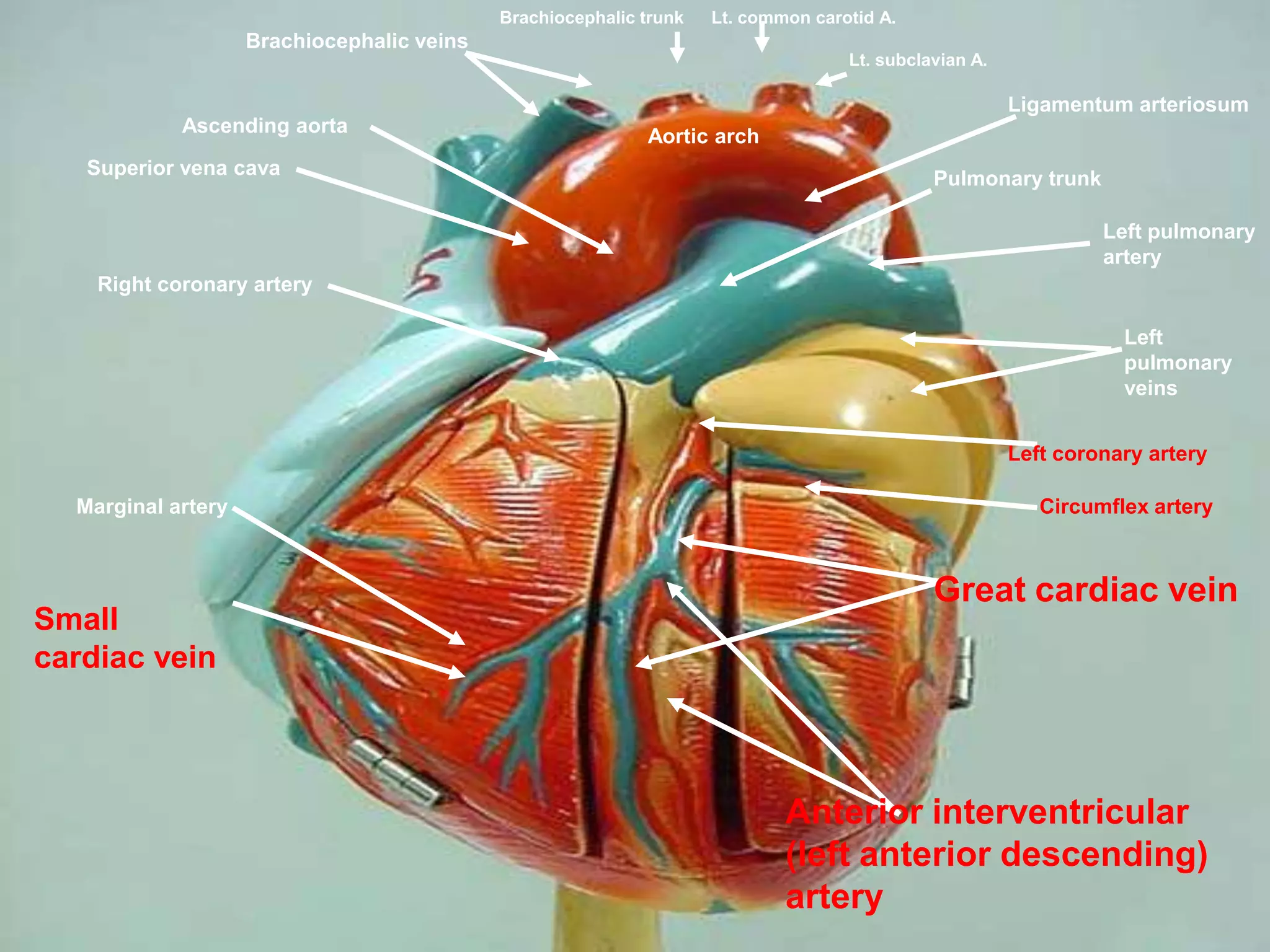 Cardiac venous system | PPTX