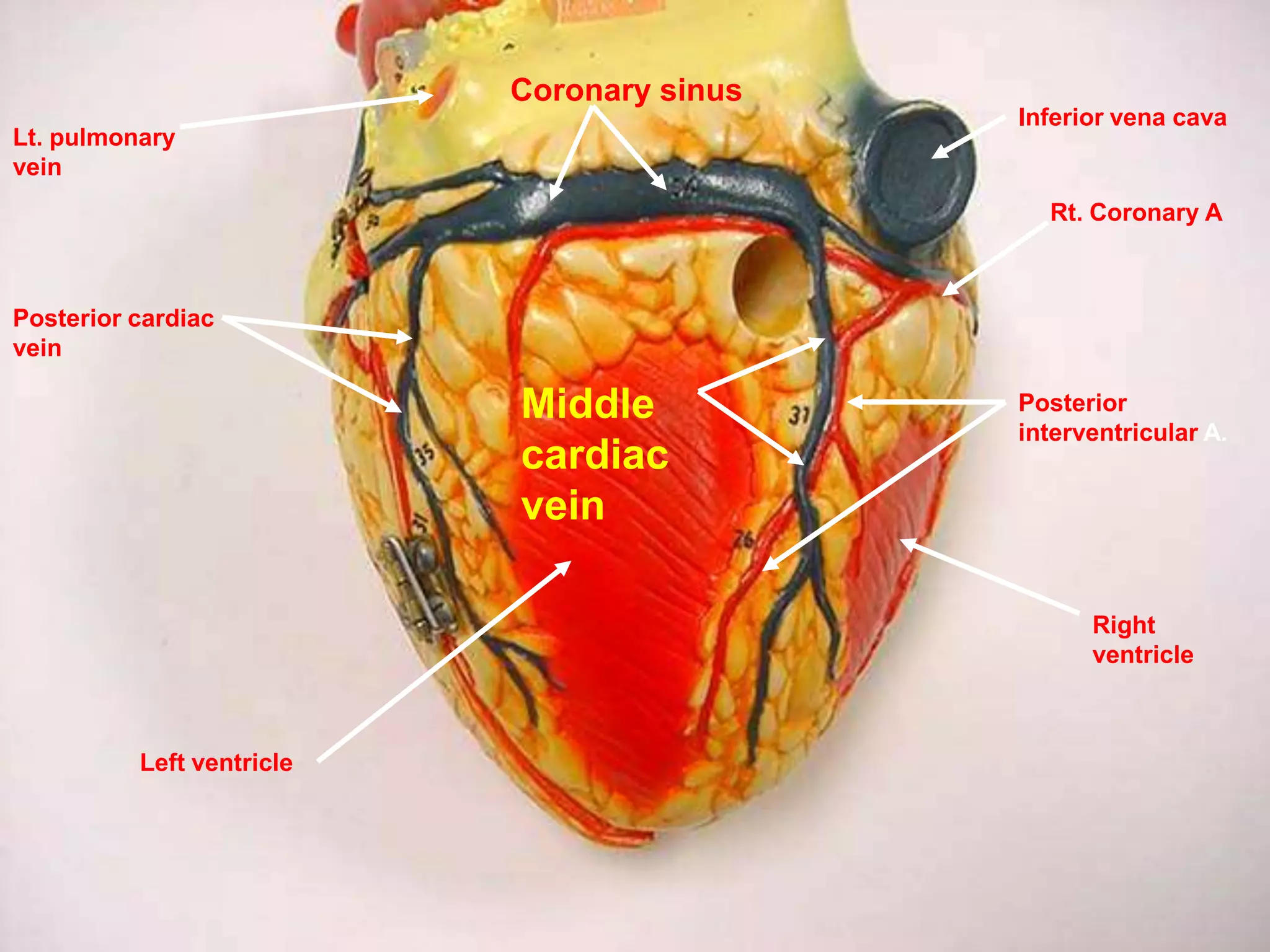 Cardiac venous system | PPTX