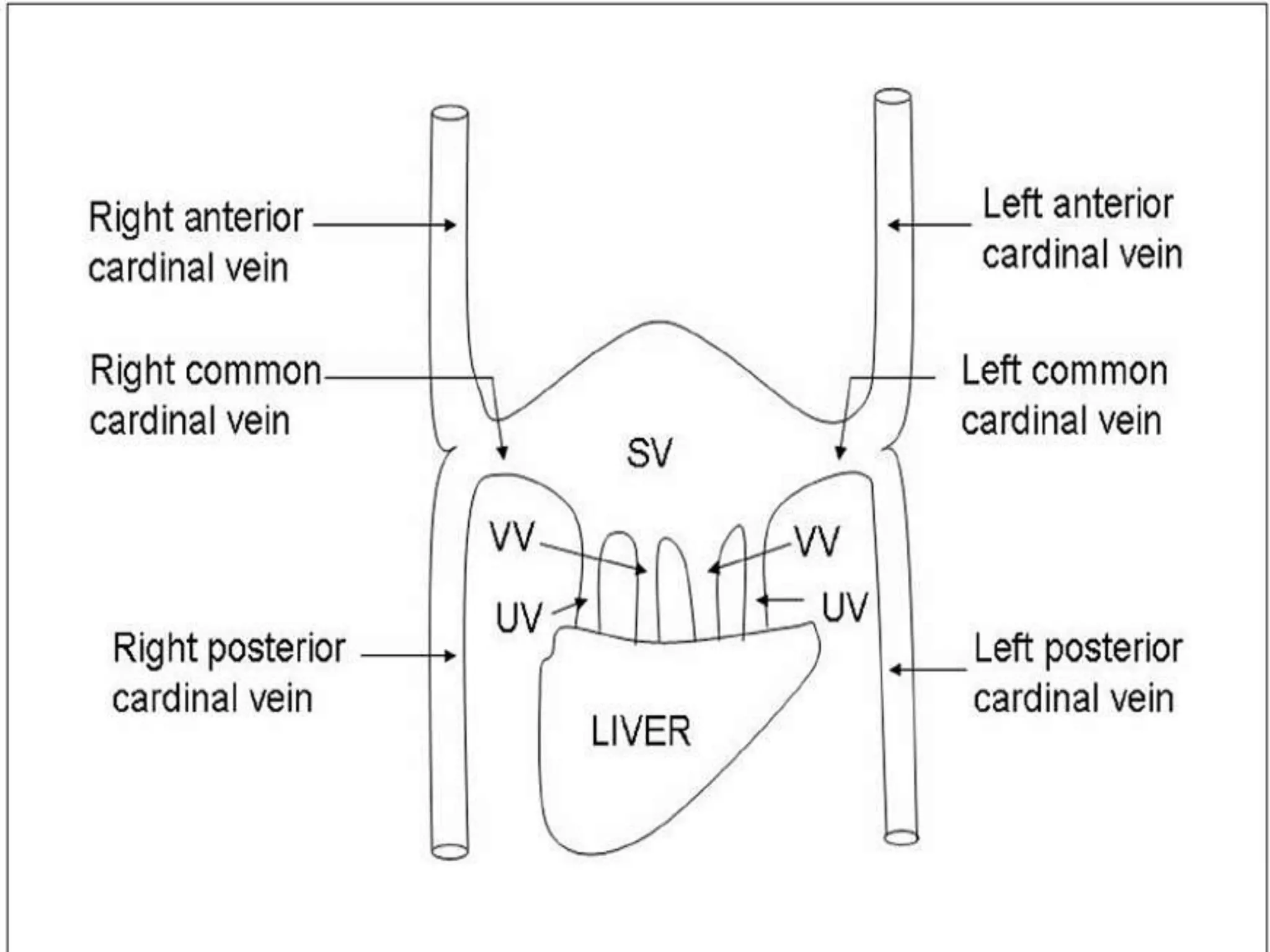 Cardiac venous system | PPTX