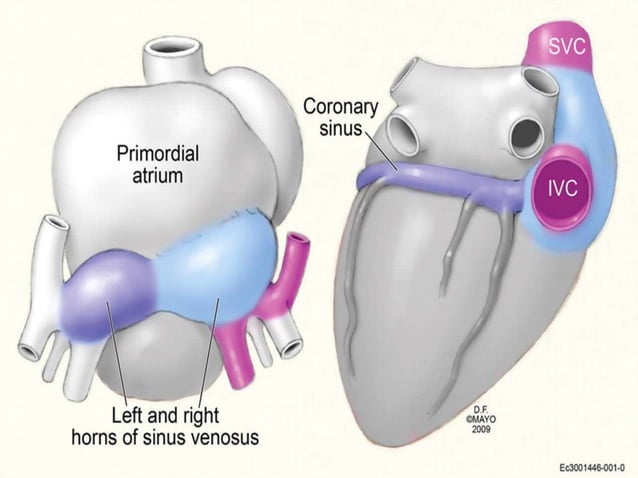 Cardiac venous system | PPT