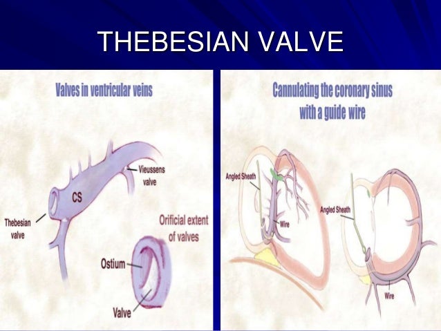 Cardiac venous system