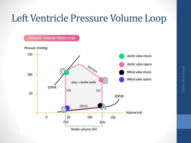 Cardiac Work Output by Rana Tarek TA.pptx