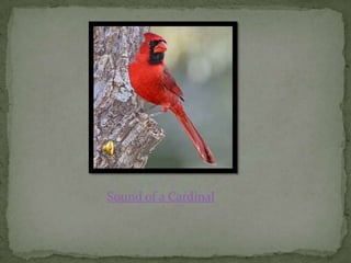 Cardinal | PPTX