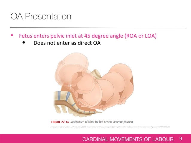Cardinal movements-of-labour-1 | PDF | Pregnancy | Reproductive Health