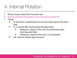 Cardinal movements of labor acog - listingsnery
