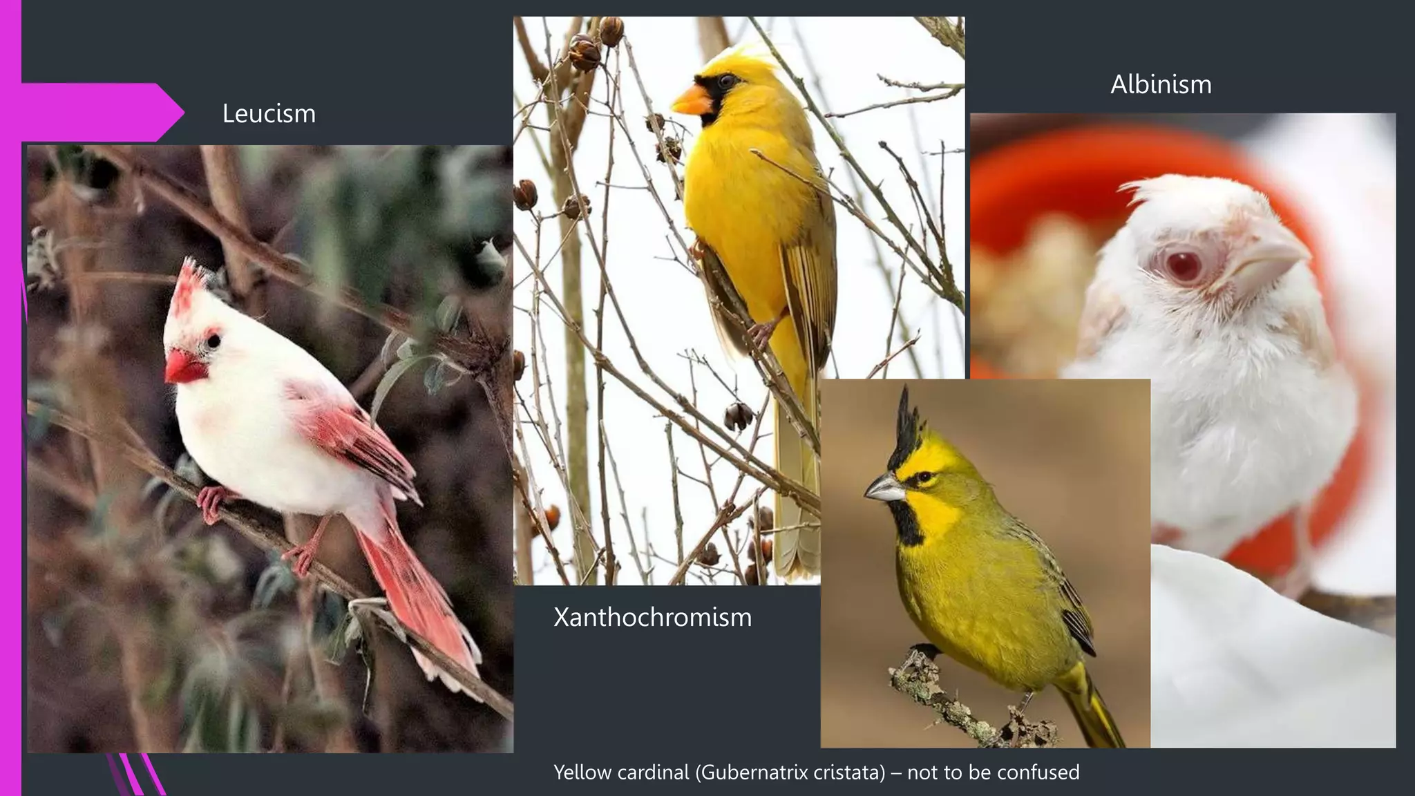 Cardinal Presentation.pptx