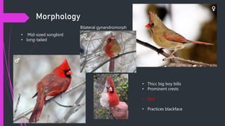 Cardinal Presentation.pptx