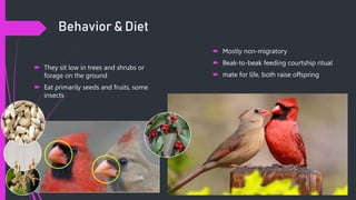 Cardinal Presentation.pptx