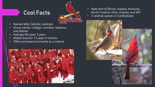 Cardinal Presentation.pptx