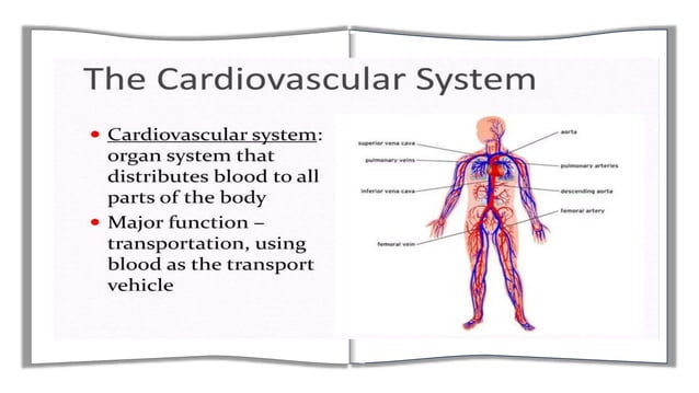 CARDIOVASCULAR SYSTEM (HEART AND BLOOD VESSEL).pptx