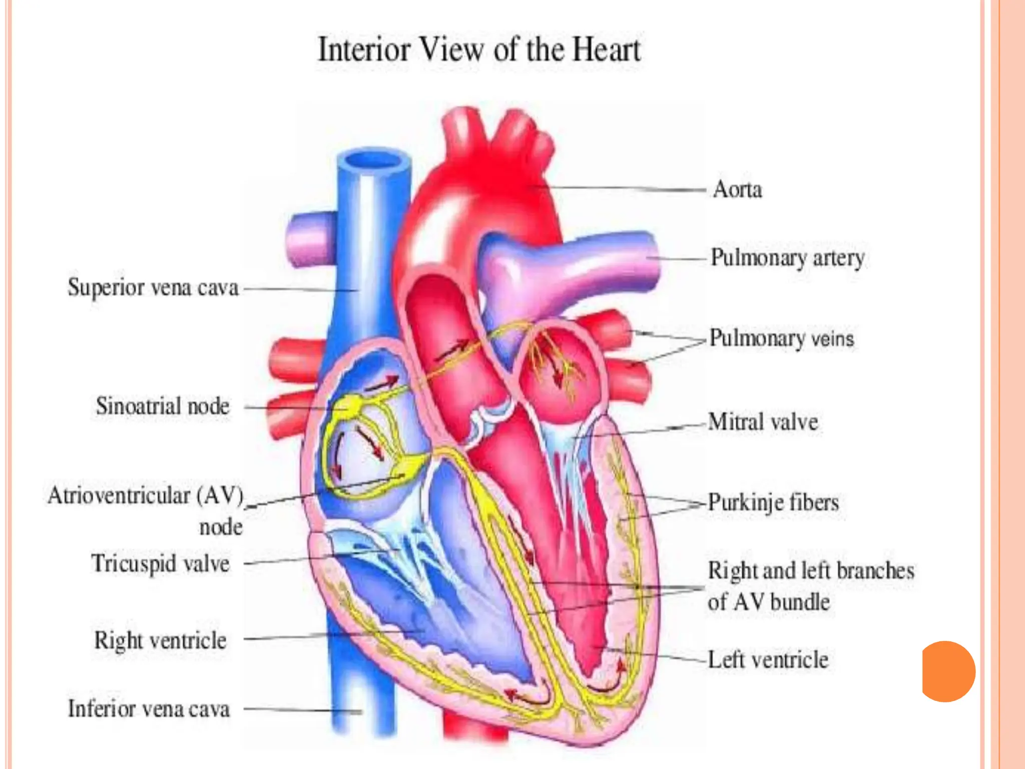 cardiac medicine | PPTX