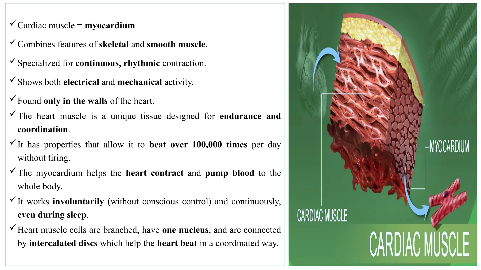 Electrical and mechanical properties of heart muscles and phases of ...