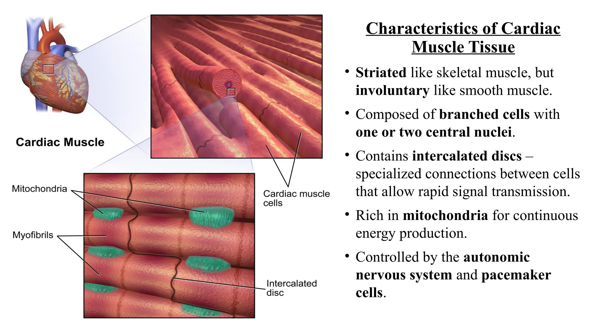 Electrical and mechanical properties of heart muscles and phases of ...