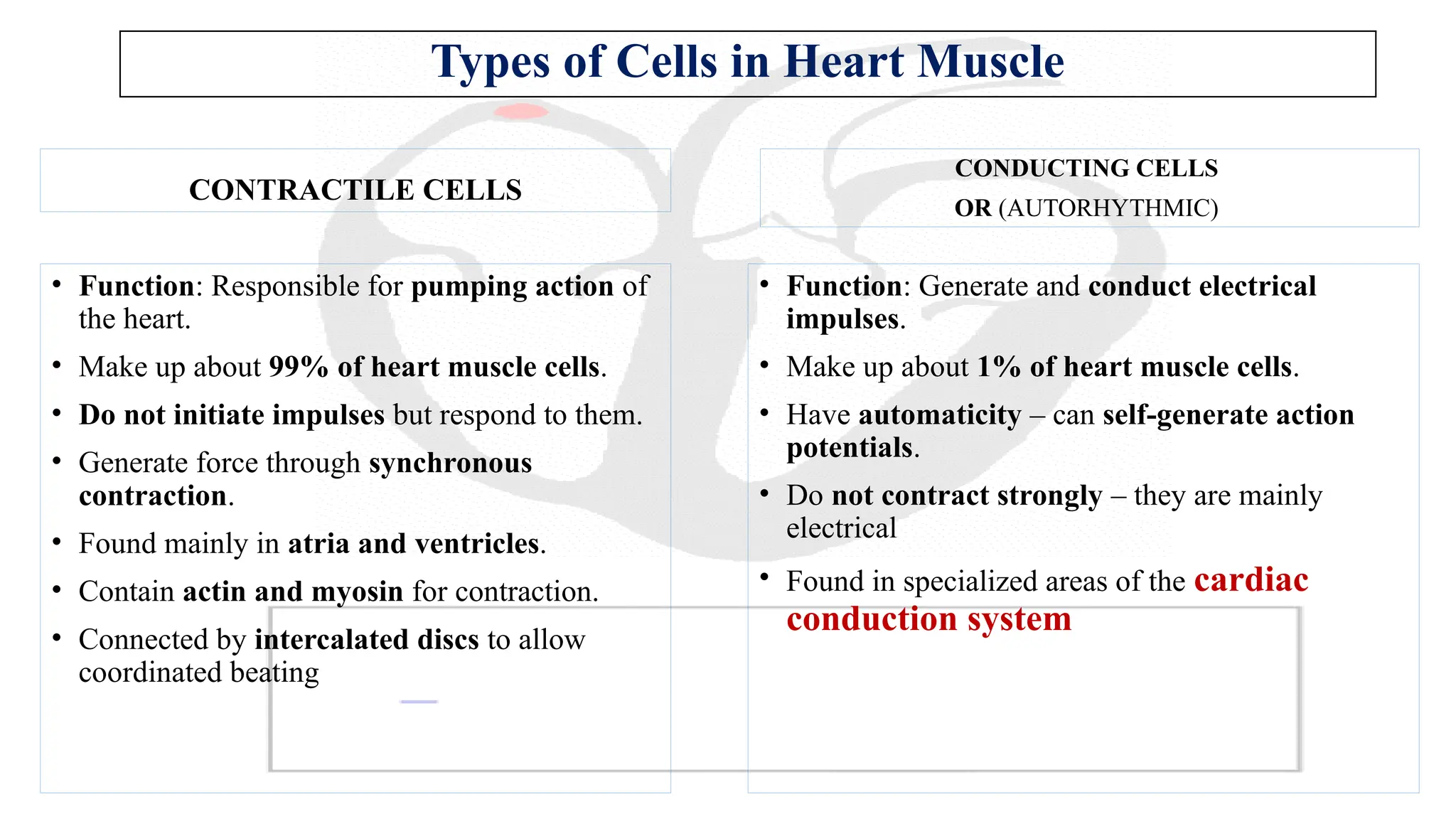 Electrical and mechanical properties of heart muscles and phases of ...