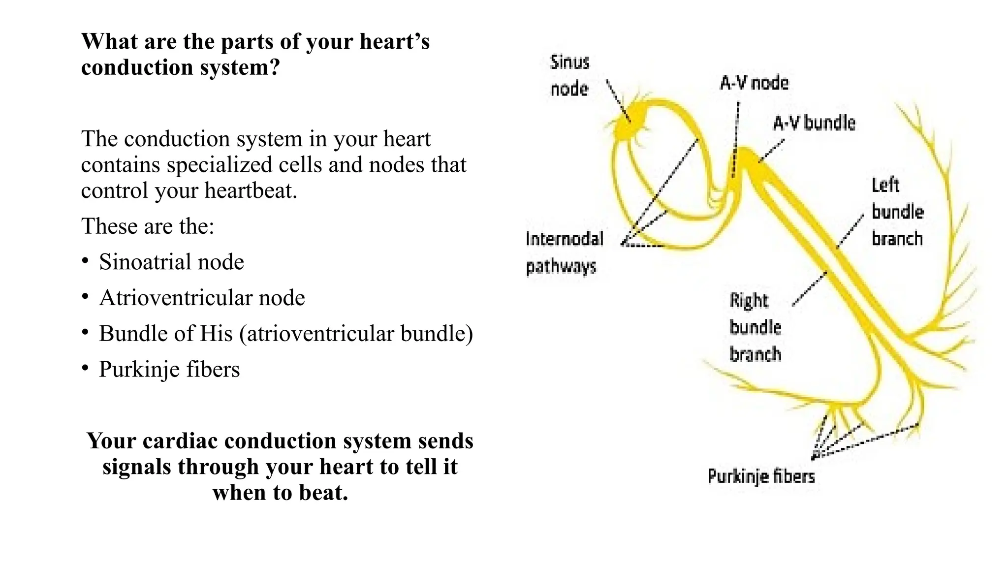 Electrical and mechanical properties of heart muscles and phases of ...