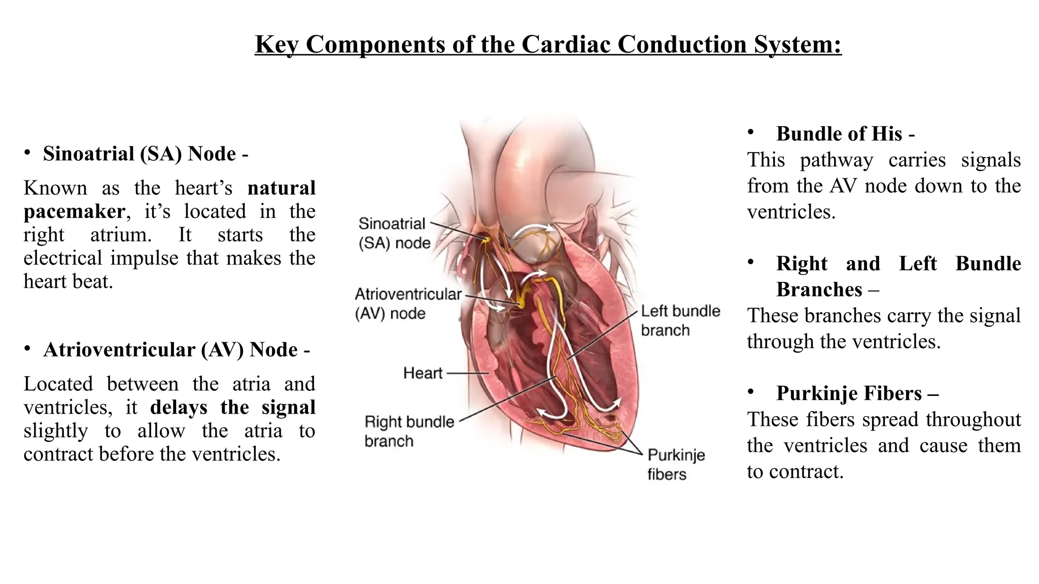 Electrical and mechanical properties of heart muscles and phases of ...