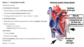 Electrical and mechanical properties of heart muscles and phases of ...