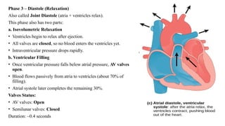 Electrical and mechanical properties of heart muscles and phases of ...