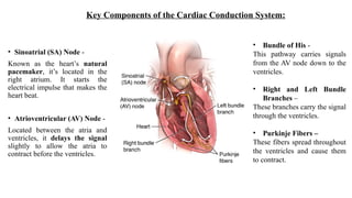 Electrical and mechanical properties of heart muscles and phases of ...