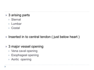 Cardio pulmonary anatomy basics for physical therapy ppt | PPT