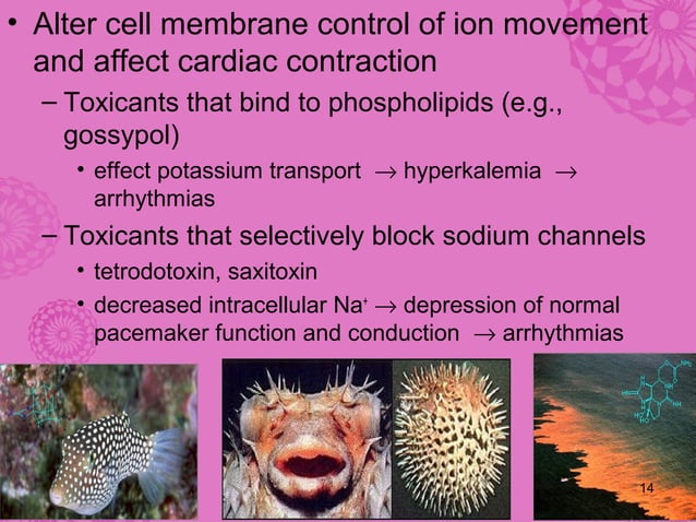 Cardio toxicity | PPT