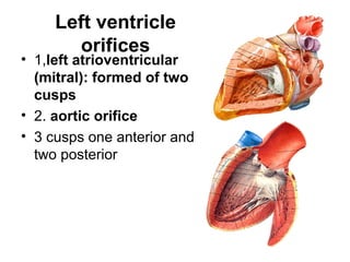 Cardio vascular 2 | PPT