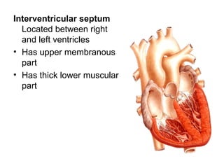 Cardio vascular 202[1] | PPT