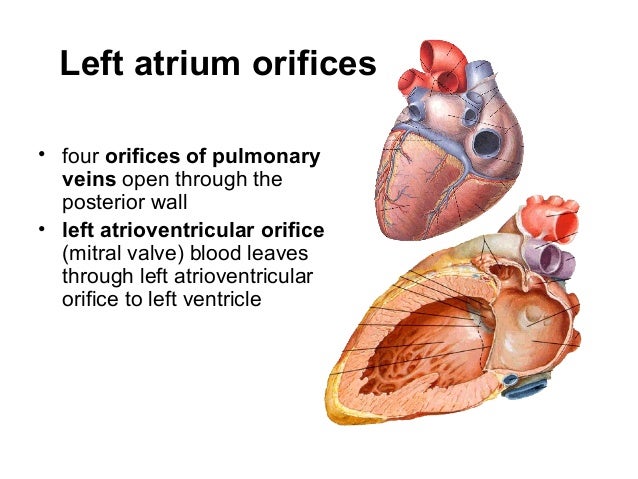 Cardio vascular 202[1]