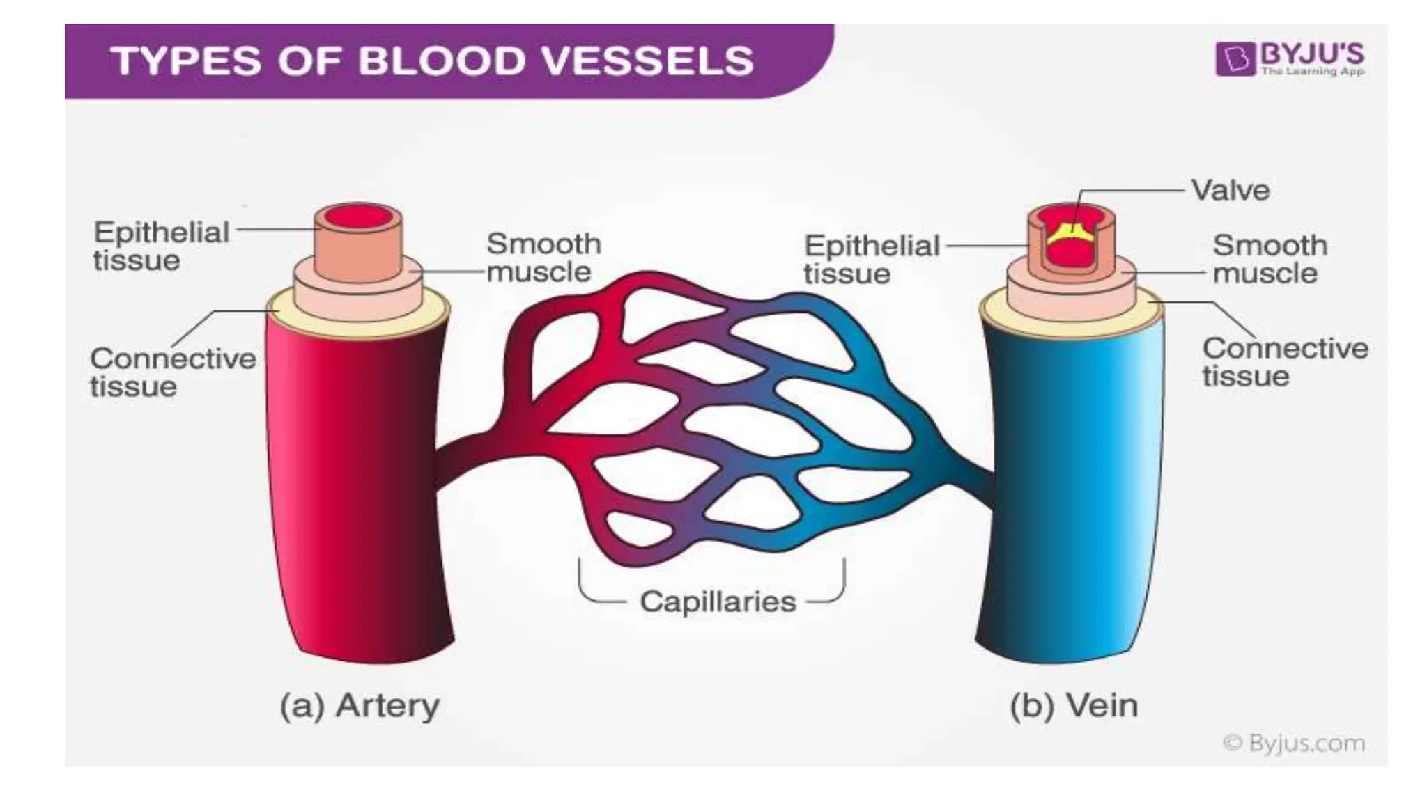 CARDIO-VASCULAR SYSTEM in anatomy and physiology | PPT