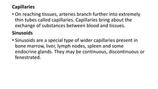 CARDIO-VASCULAR SYSTEM in anatomy and physiology | PPT