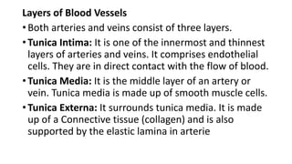 CARDIO-VASCULAR SYSTEM in anatomy and physiology | PPT