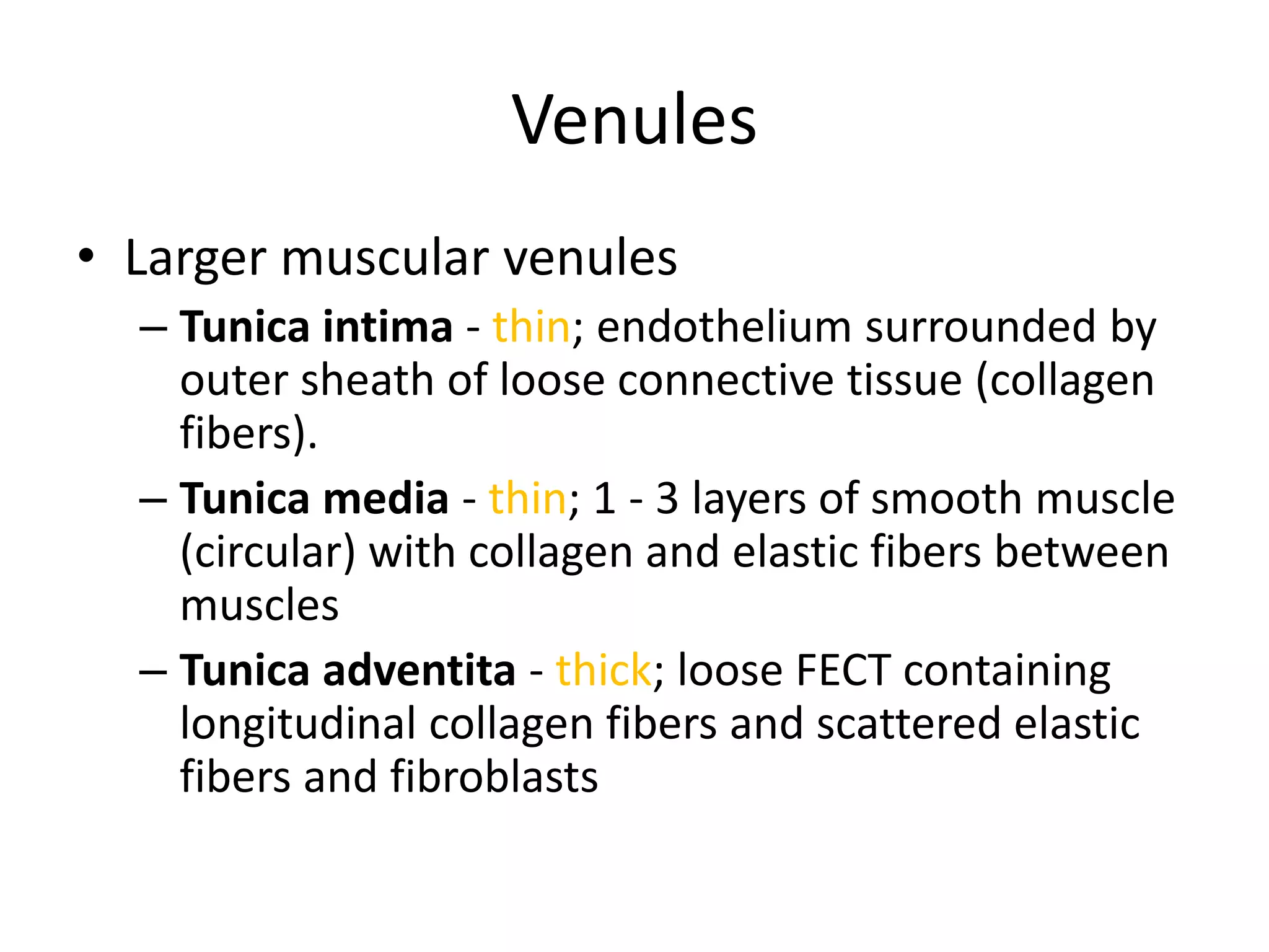 histology of Cardio vascular system 2 | PDF
