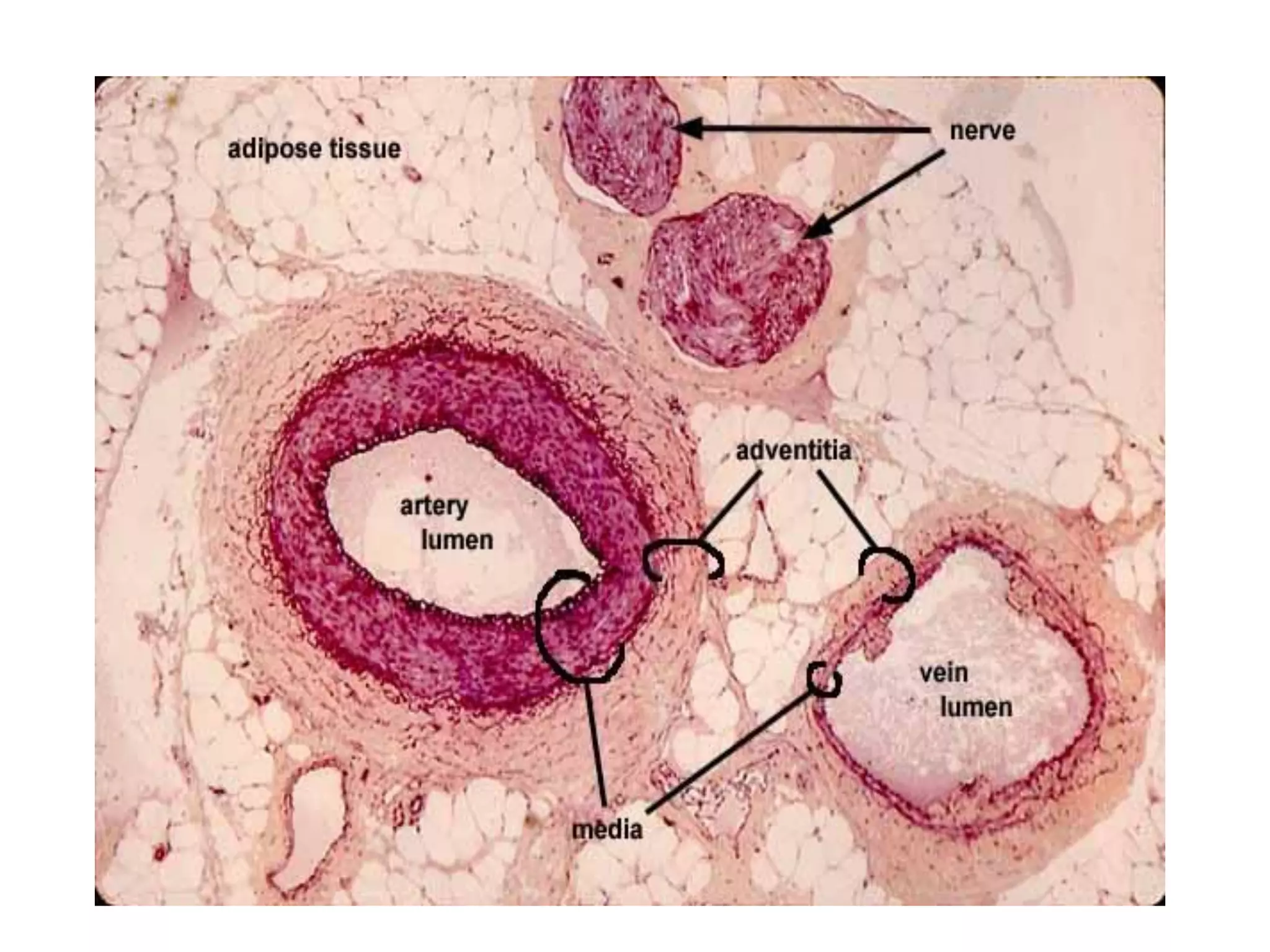 histology of Cardio vascular system 2 | PDF