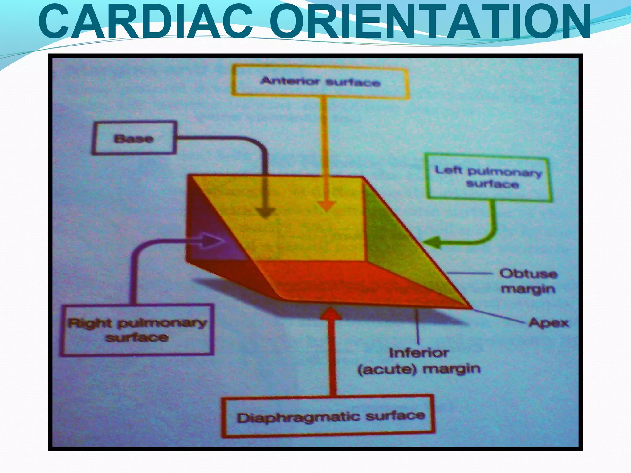 anatomy of cardiovascular system | PPT