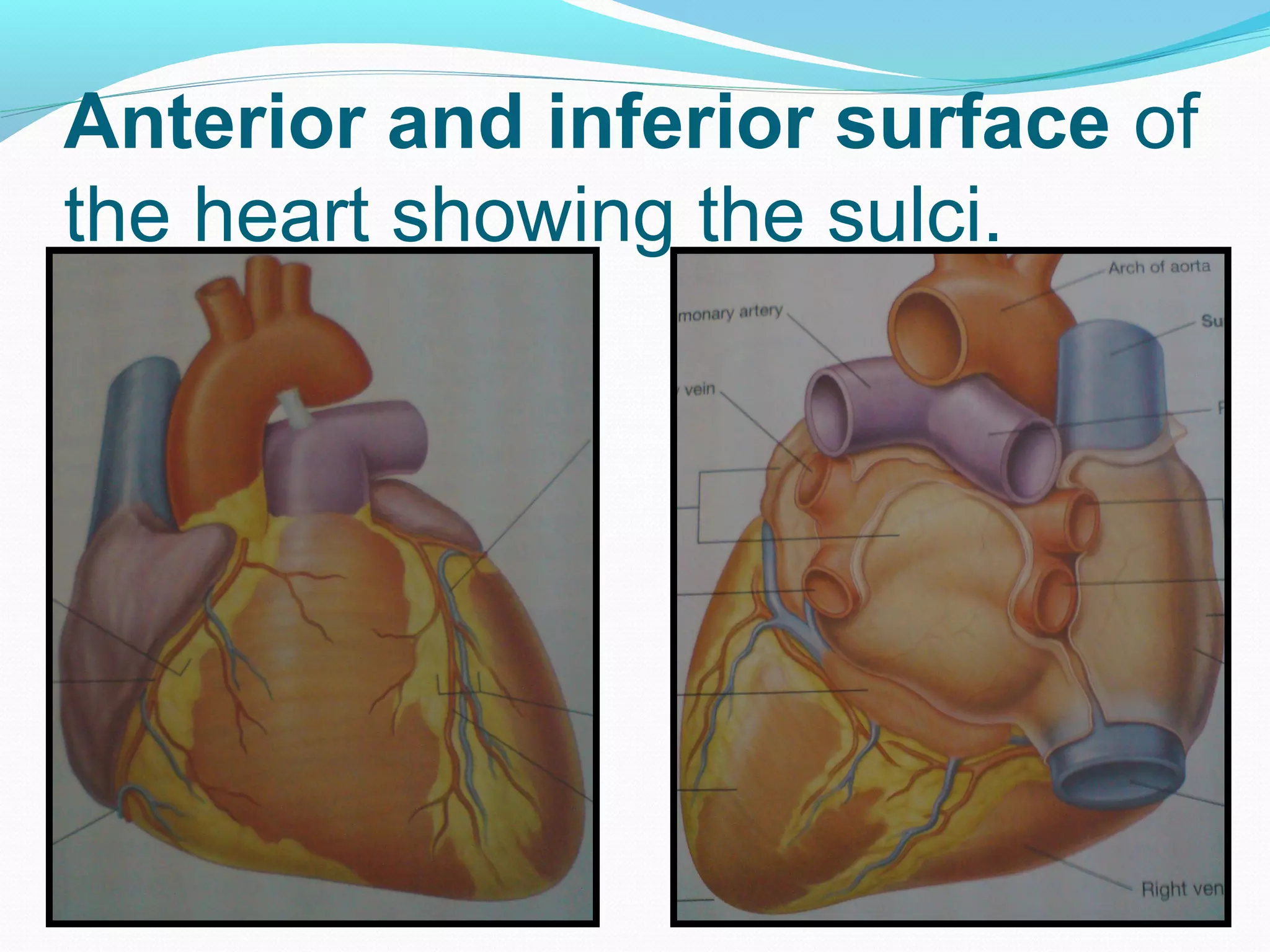 anatomy of cardiovascular system | PPT