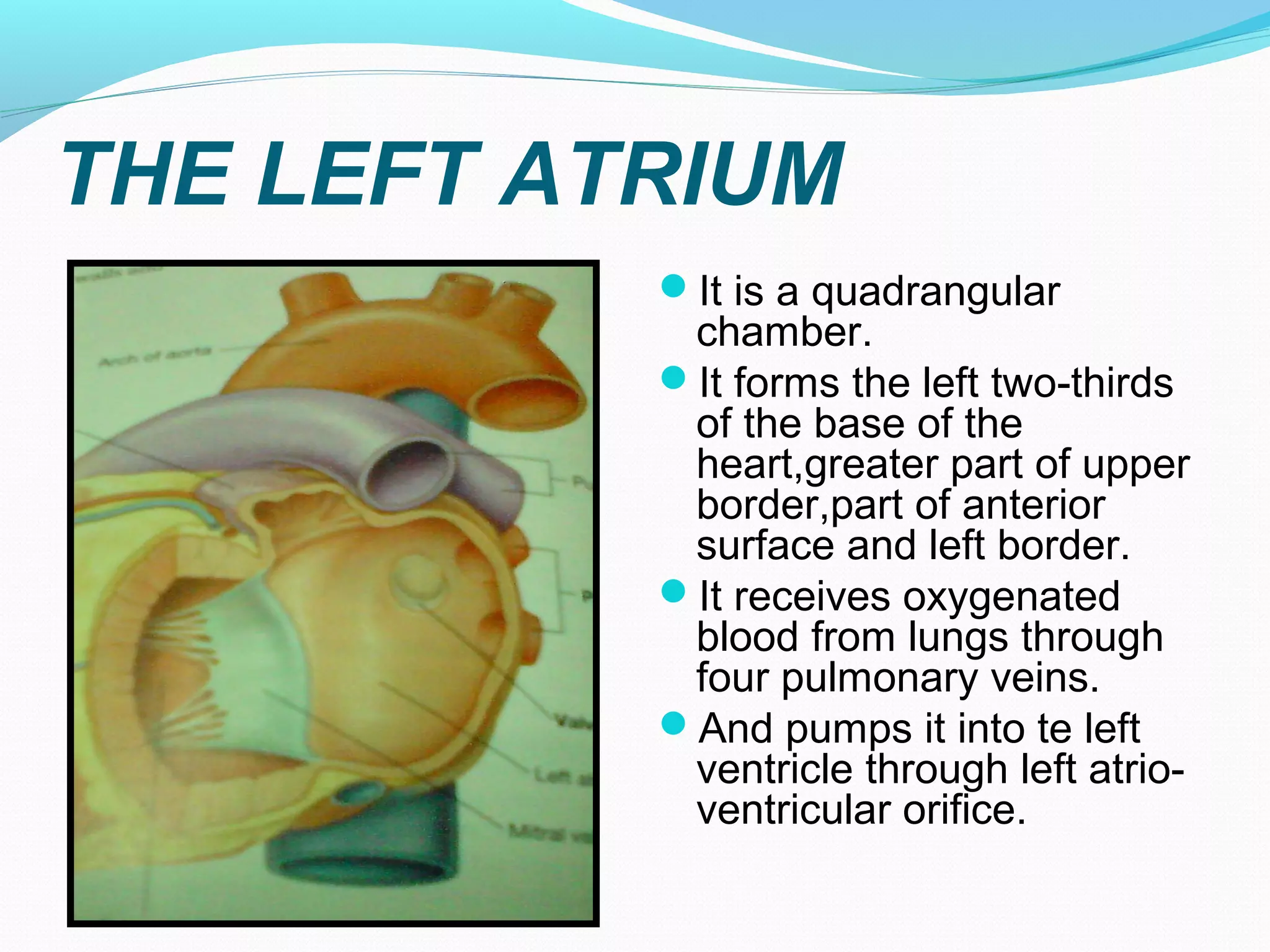 anatomy of cardiovascular system | PPT