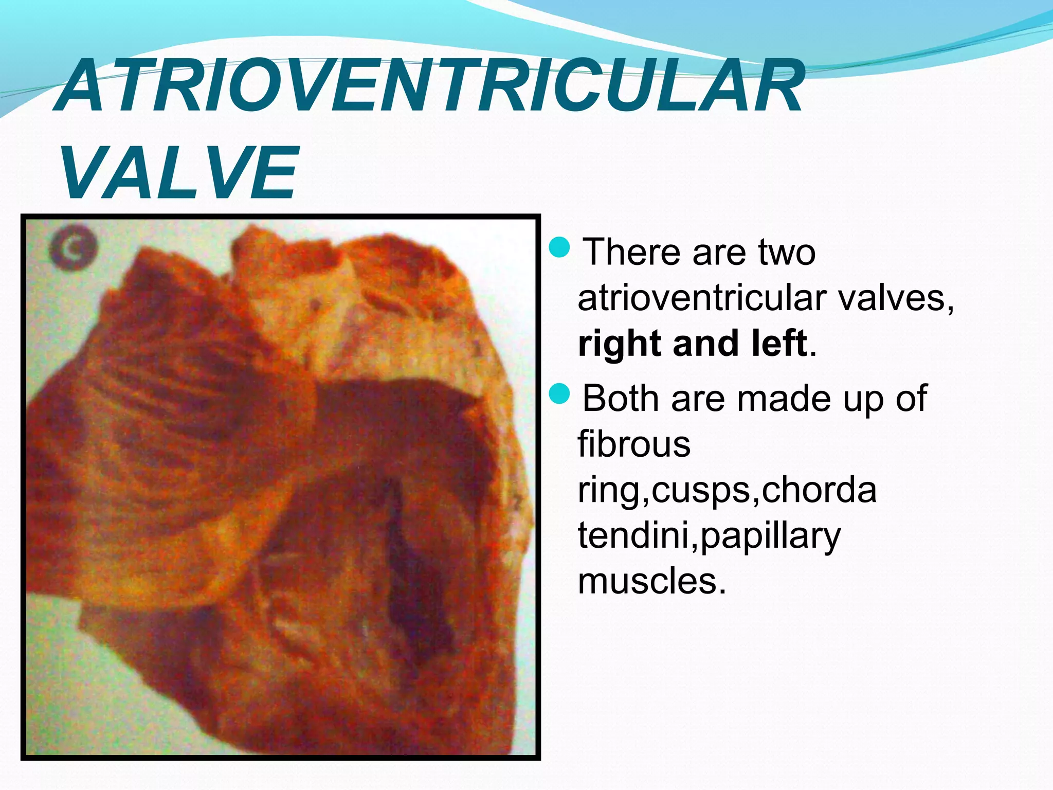 anatomy of cardiovascular system | PPT