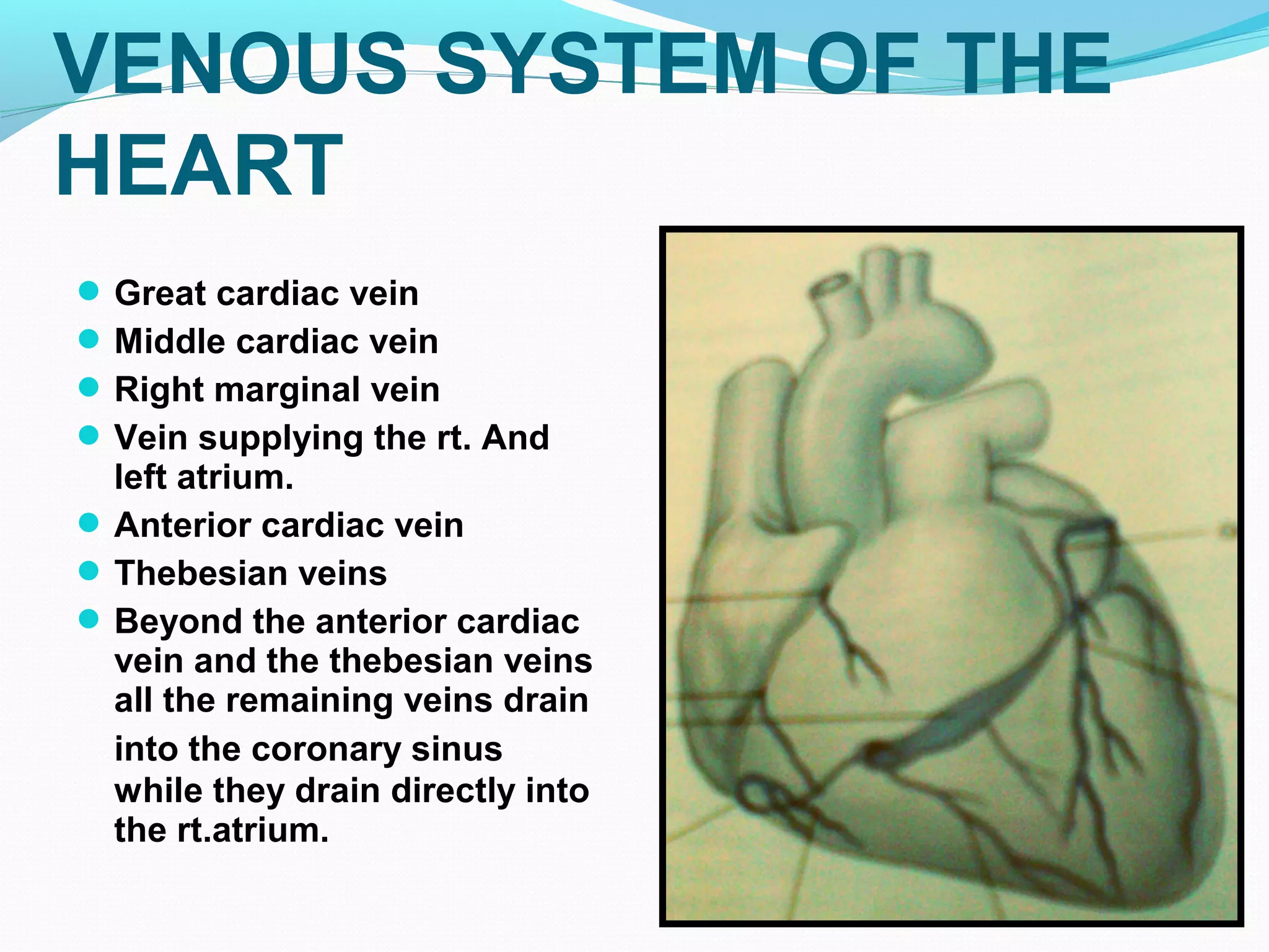 anatomy of cardiovascular system | PPT