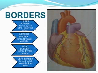 anatomy of cardiovascular system | PPT