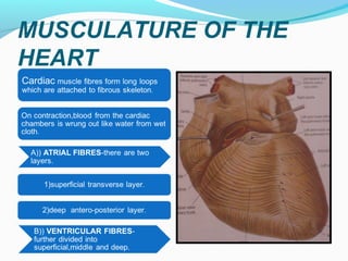 anatomy of cardiovascular system | PPT